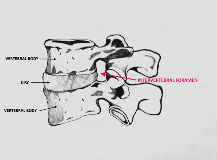 Lumbar Foramen in Endoscopic Spine Surgery: Anatomy and Surgical Planning